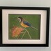 Eastern Spine-bill Bird, Original Coloured Pencil Art, 9x12 Inch Wall ...