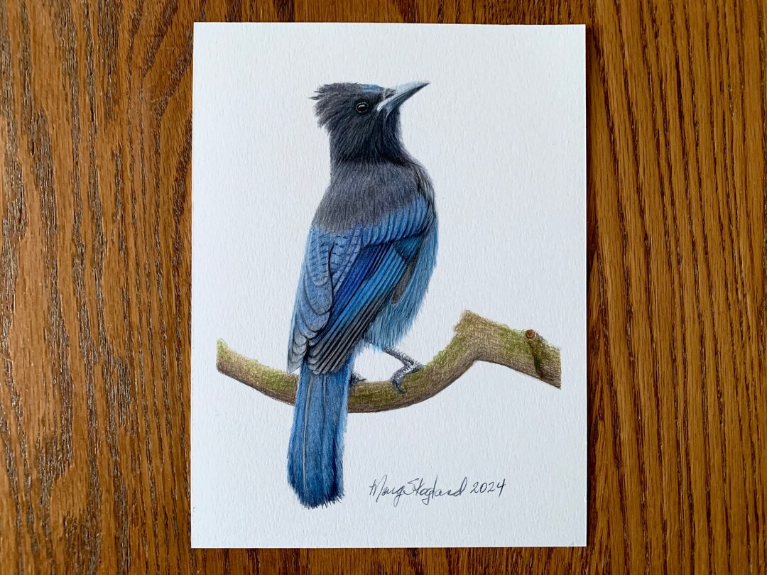 Original Steller's Jay, 6x8 Inch Coloured Pencil Drawing on Paper With ...