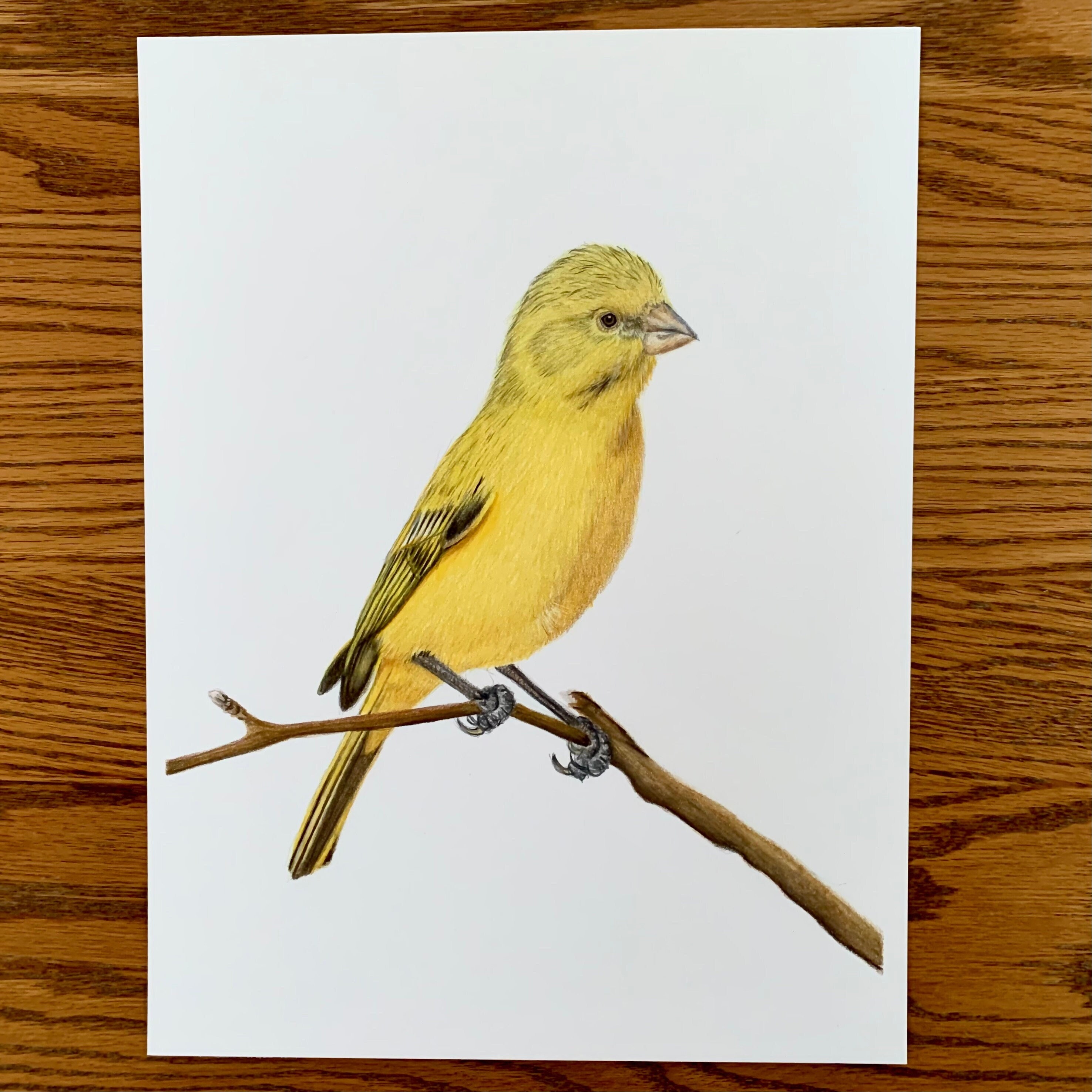 Yellow Canary Drawing