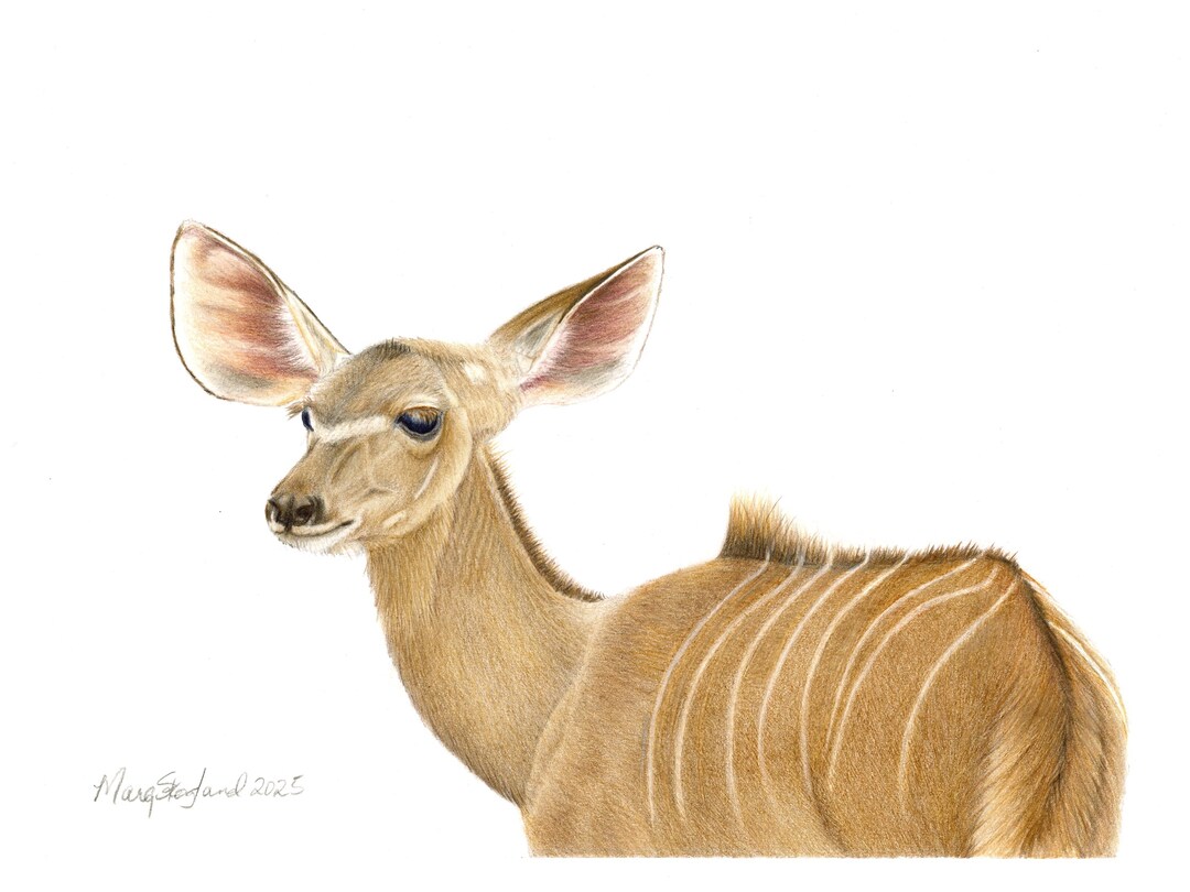 Female Kudu, Original 9x12 Inch Coloured Pencil Drawing on Paper ...