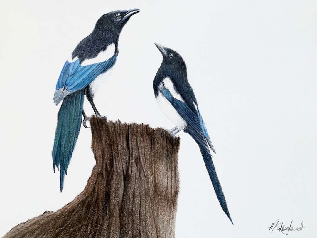 Magpies, Original Coloured Pencil Drawing With a White Background, 9x12 ...