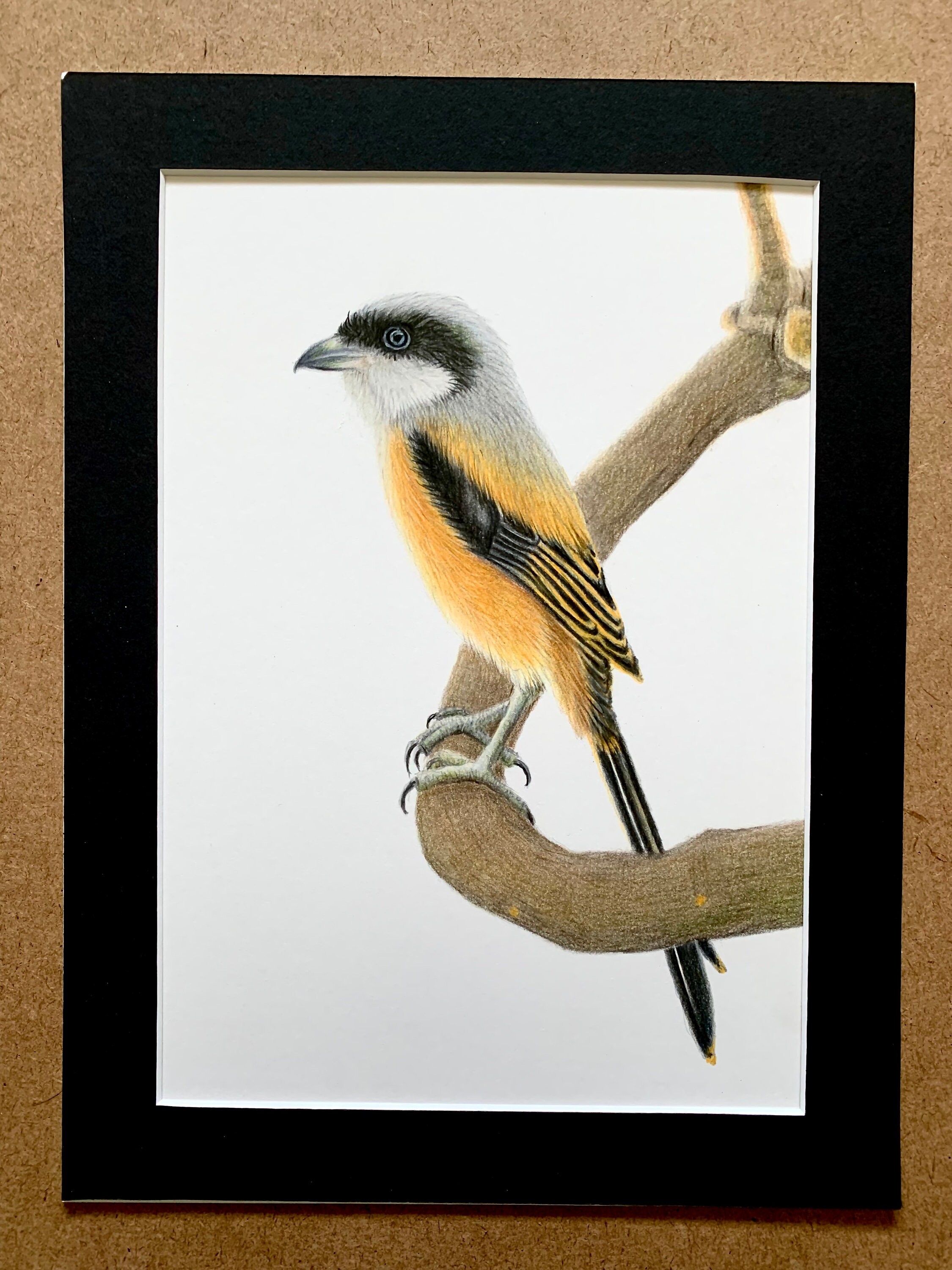 Long-tailed Shrike Drawing: Original Bird Art, Coloured Pencil (9x12 ...