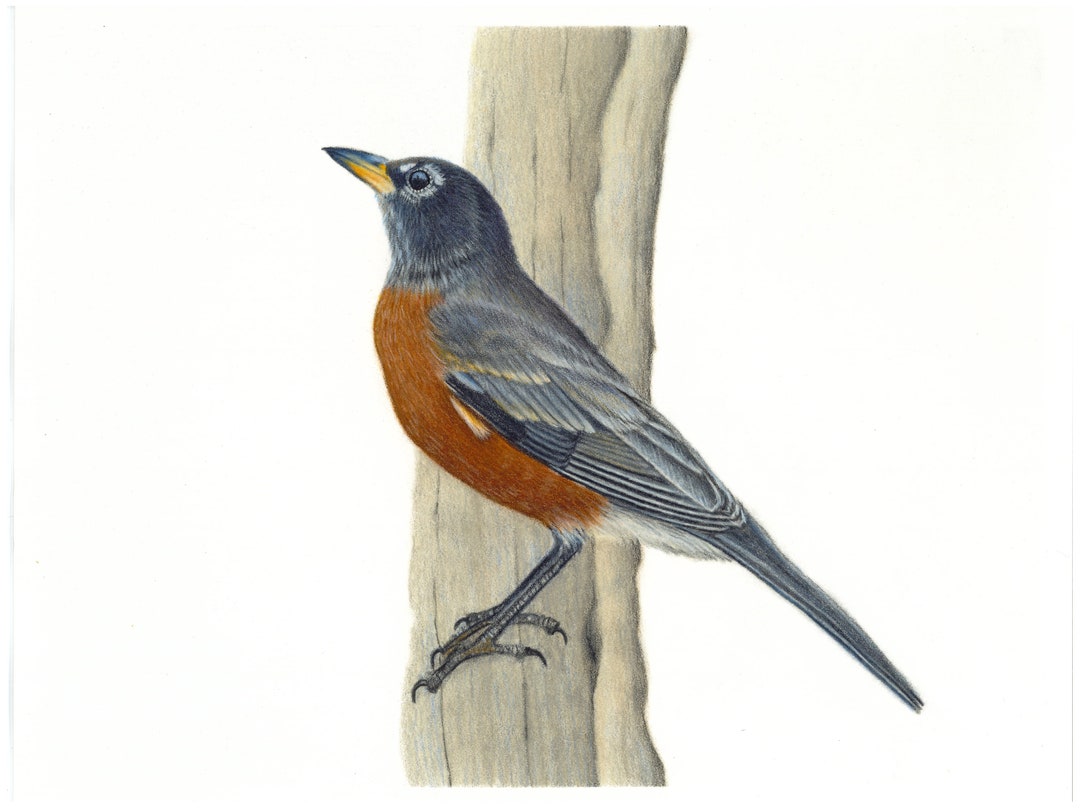 Original North American Robin, Coloured Pencil Bird Drawing, 9 X12 Inch ...