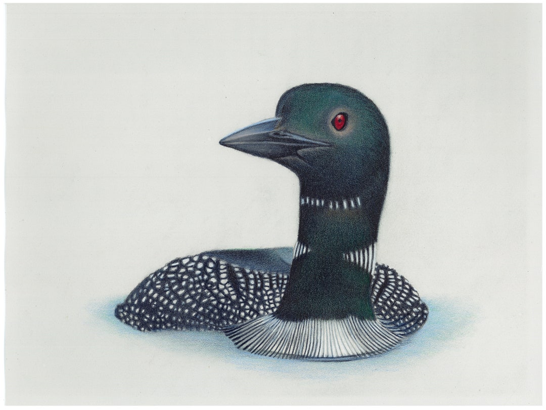 Loon, Original Coloured Pencil Drawing - Etsy