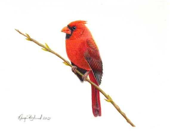 Cardinal Color Pencil Drawings