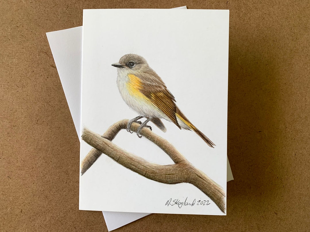 American Redstart, Original Coloured Pencil Art Card, Bird Art, Wall ...