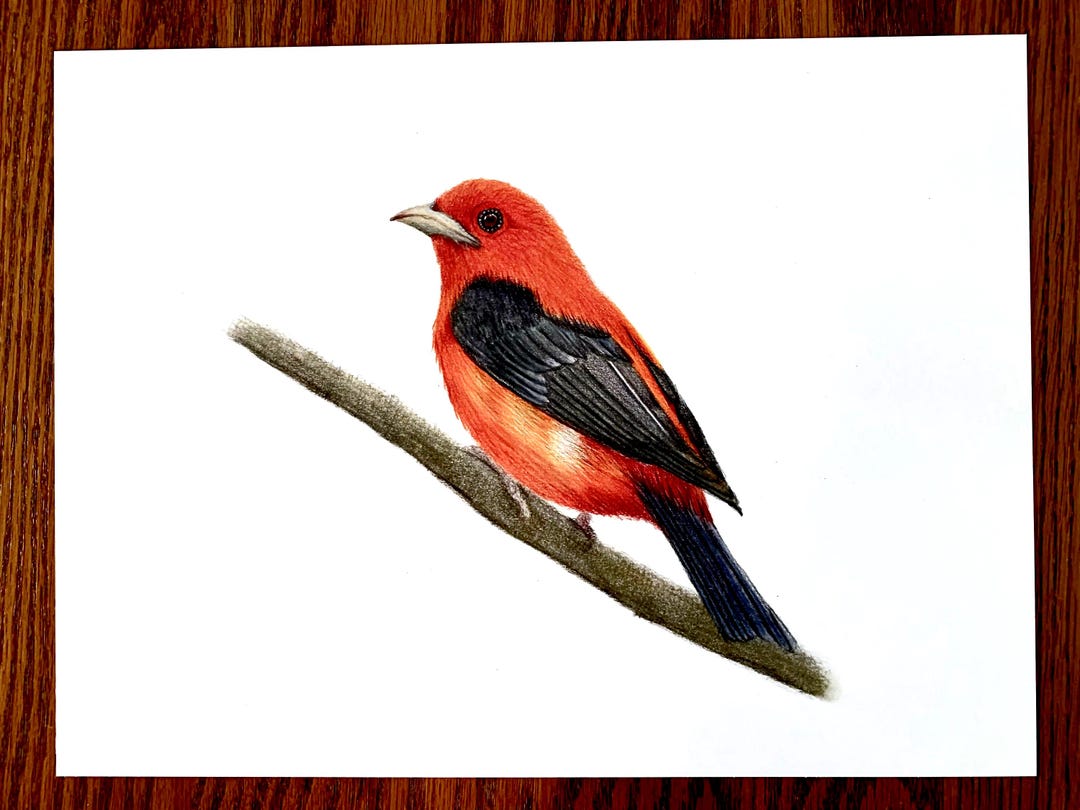 Scarlet Tanager Drawing: Original Colored Pencil Bird Art (9x12 Inch ...