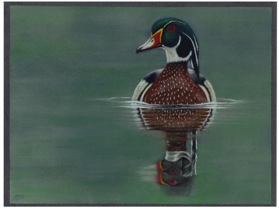 Wood Duck Pencil Drawing