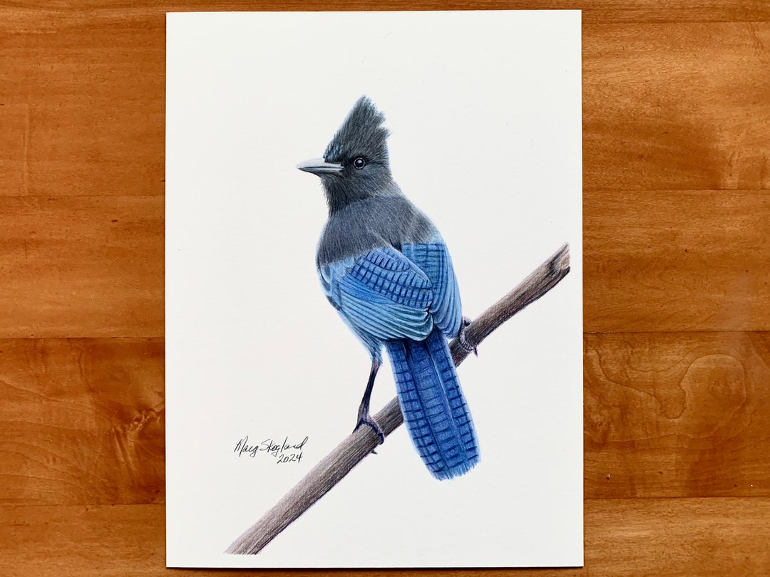 Stellar's Jay Original Coloured Pencil Drawing on White 9x12 Inch Paper ...