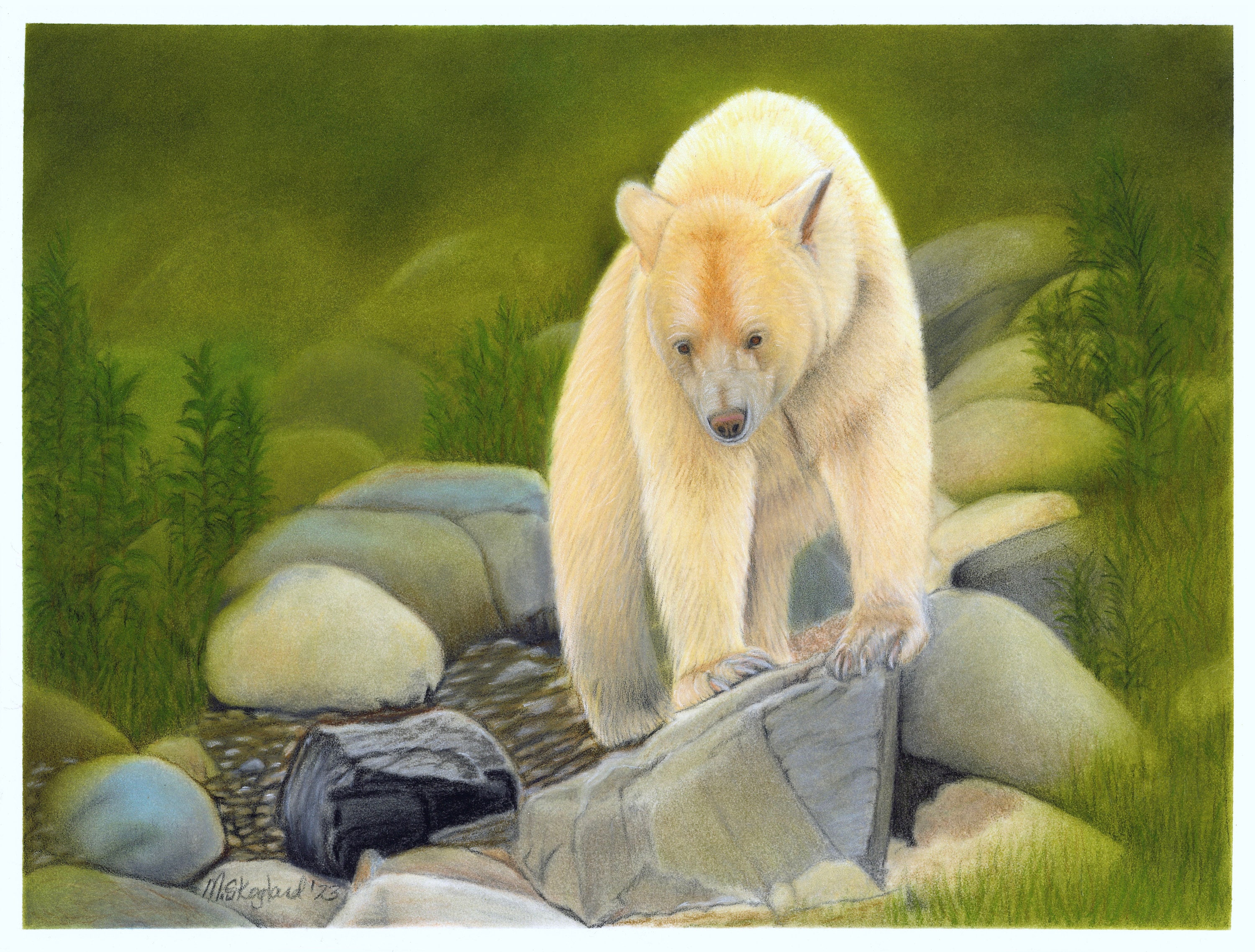 Original 11 X 14 Inch Pastel Drawing of a Spirit Bear or Kermode Bear ...