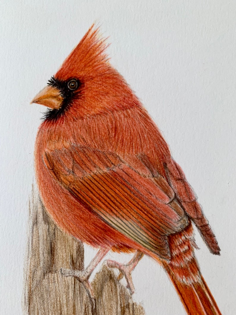 Original Coloured Pencil Drawing on Paper, of a Male Cardinal, 6x8 Inch ...