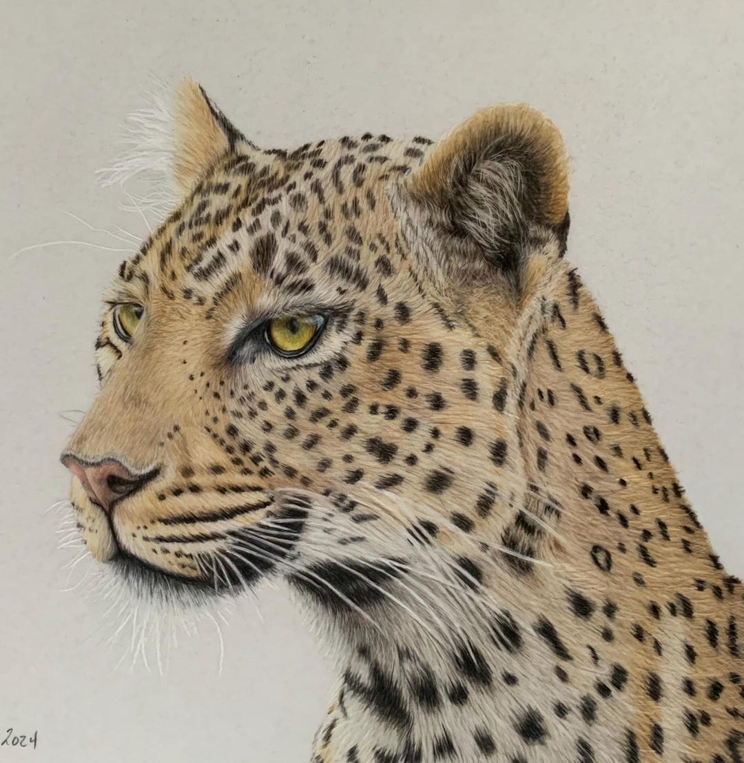 Original African Leopard Coloured Pencil Drawing on Drafting Film, 9x12 ...