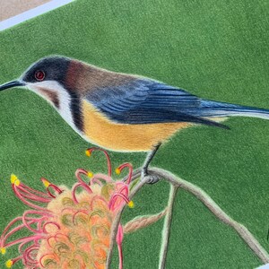 Eastern Spine-bill Bird, Original Coloured Pencil Art, 9x12 Inch Wall ...