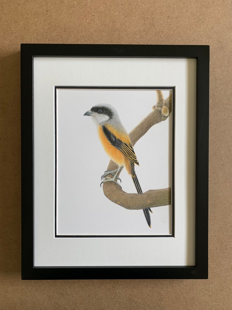 Long-tailed Shrike Drawing: Original Bird Art, Coloured Pencil (9x12 ...