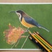 Eastern Spine-bill Bird, Original Coloured Pencil Art, 9x12 Inch Wall ...