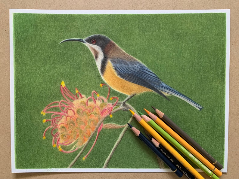 Eastern Spine-bill Bird Art: Original Colored Pencil Drawing (9x12 inch ...