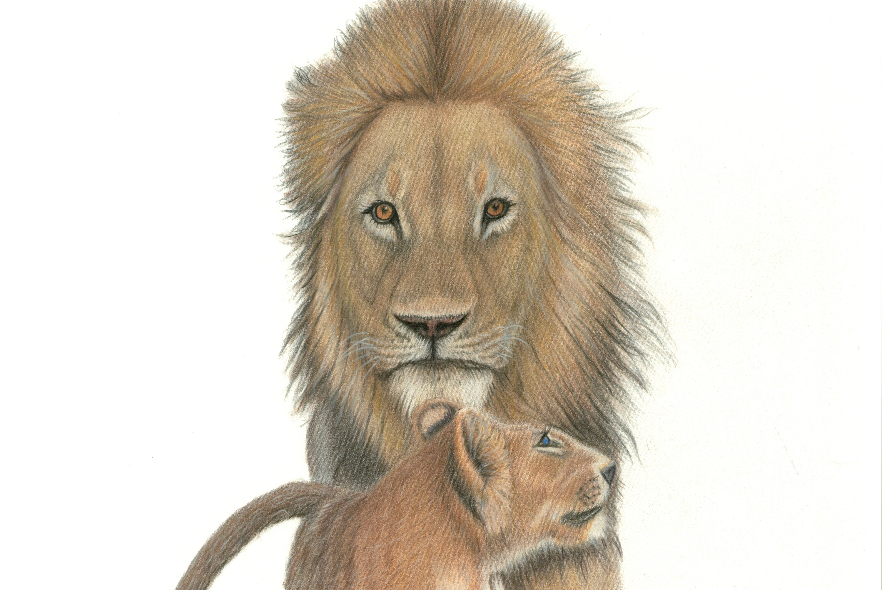 Male Lion and Cub Original Coloured Pencil Drawing One of a - Etsy