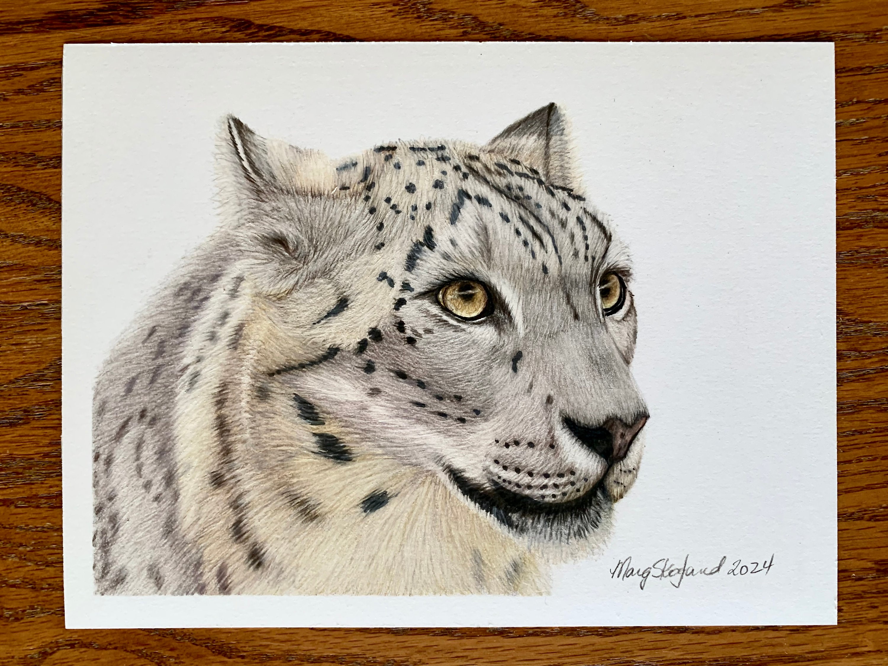 Snow Leopard Drawing Snow Leopard Traveling Pencils Drawings