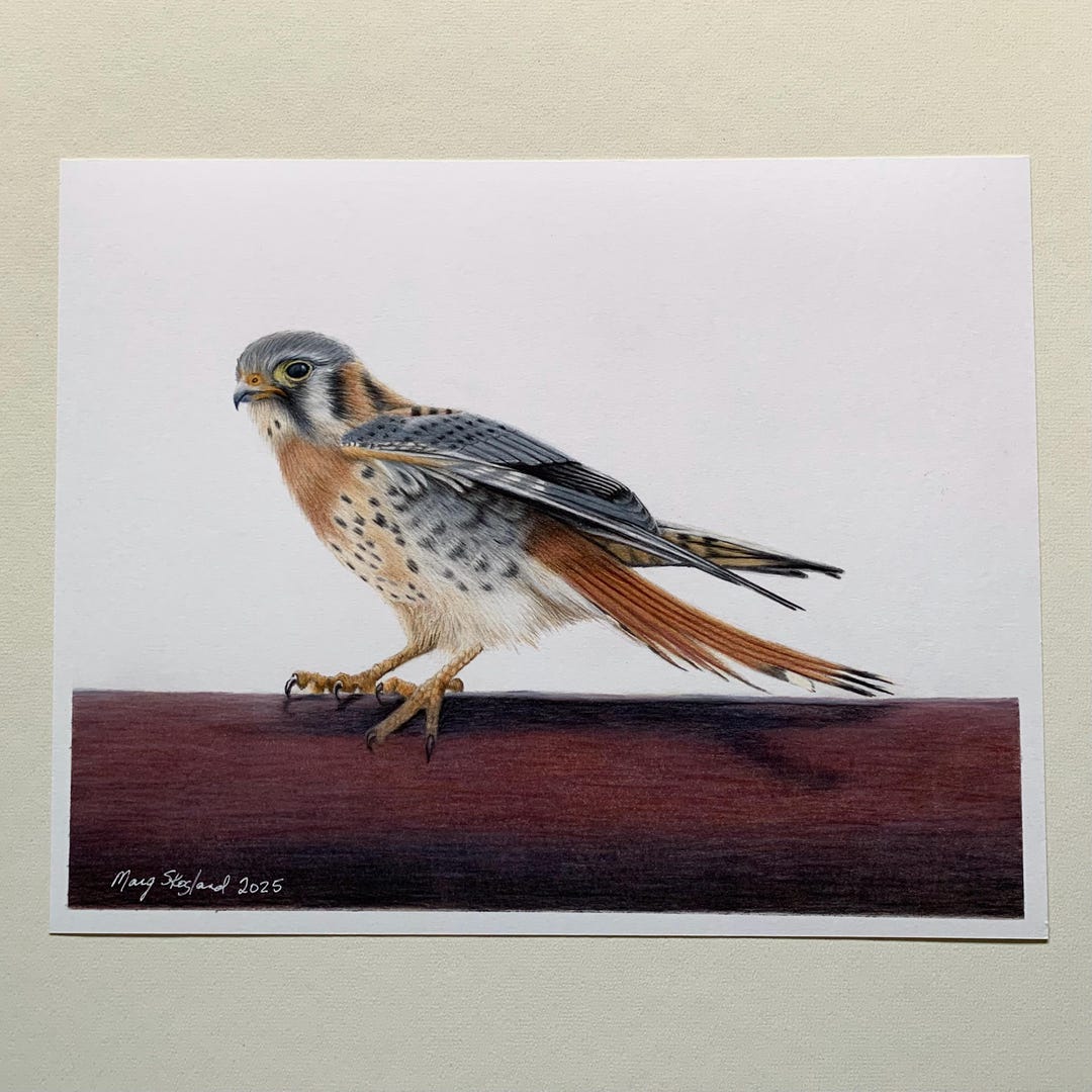 American Kestrel: Original Coloured Pencil Drawing on Paper, 11x14 Inch ...