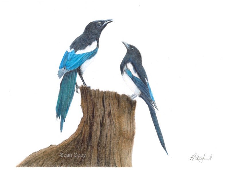 Magpies, Original Coloured Pencil Drawing With a White Background, 9x12 ...