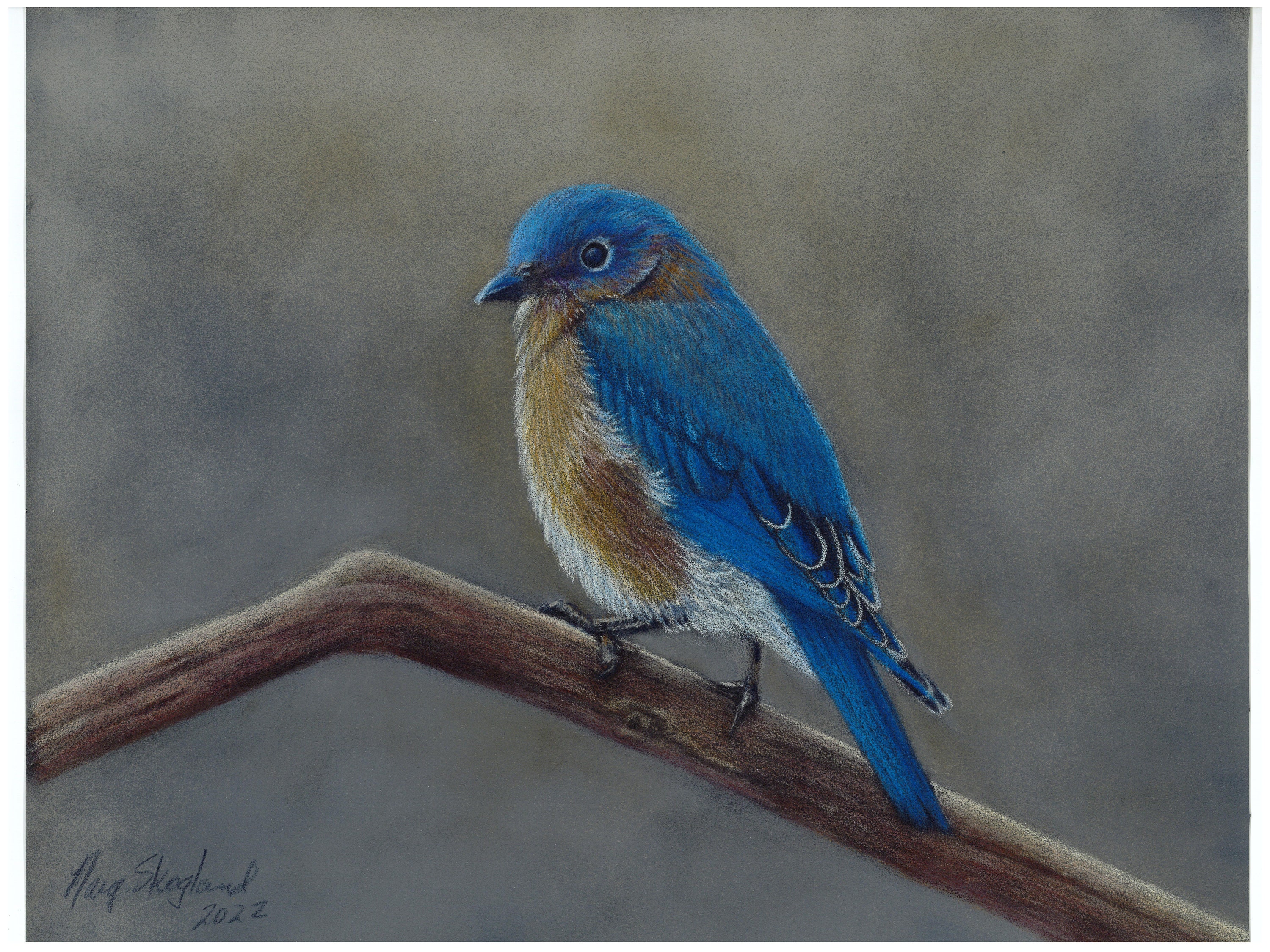 Eastern Bluebird Drawing