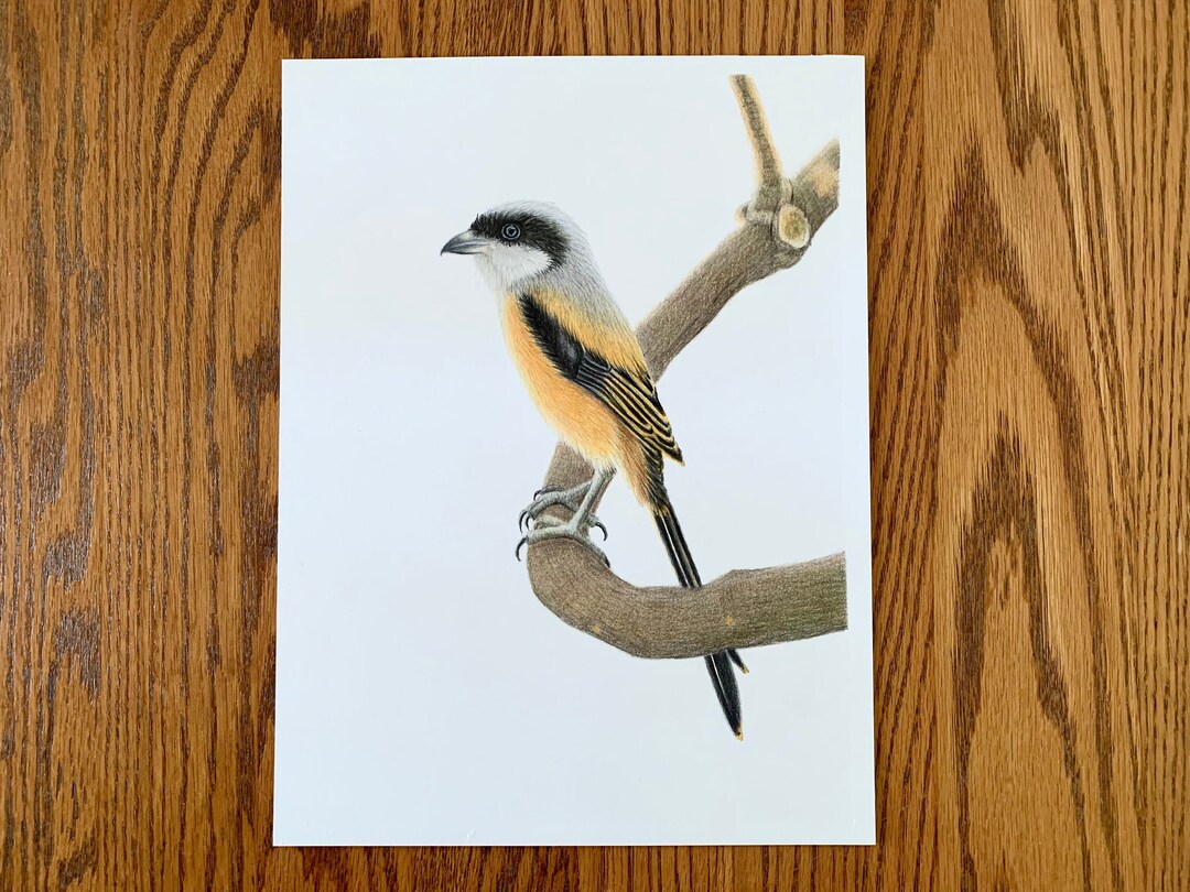 Original Long-tailed Shrike, Coloured Pencil 9x12 Inch Vertical Bird ...