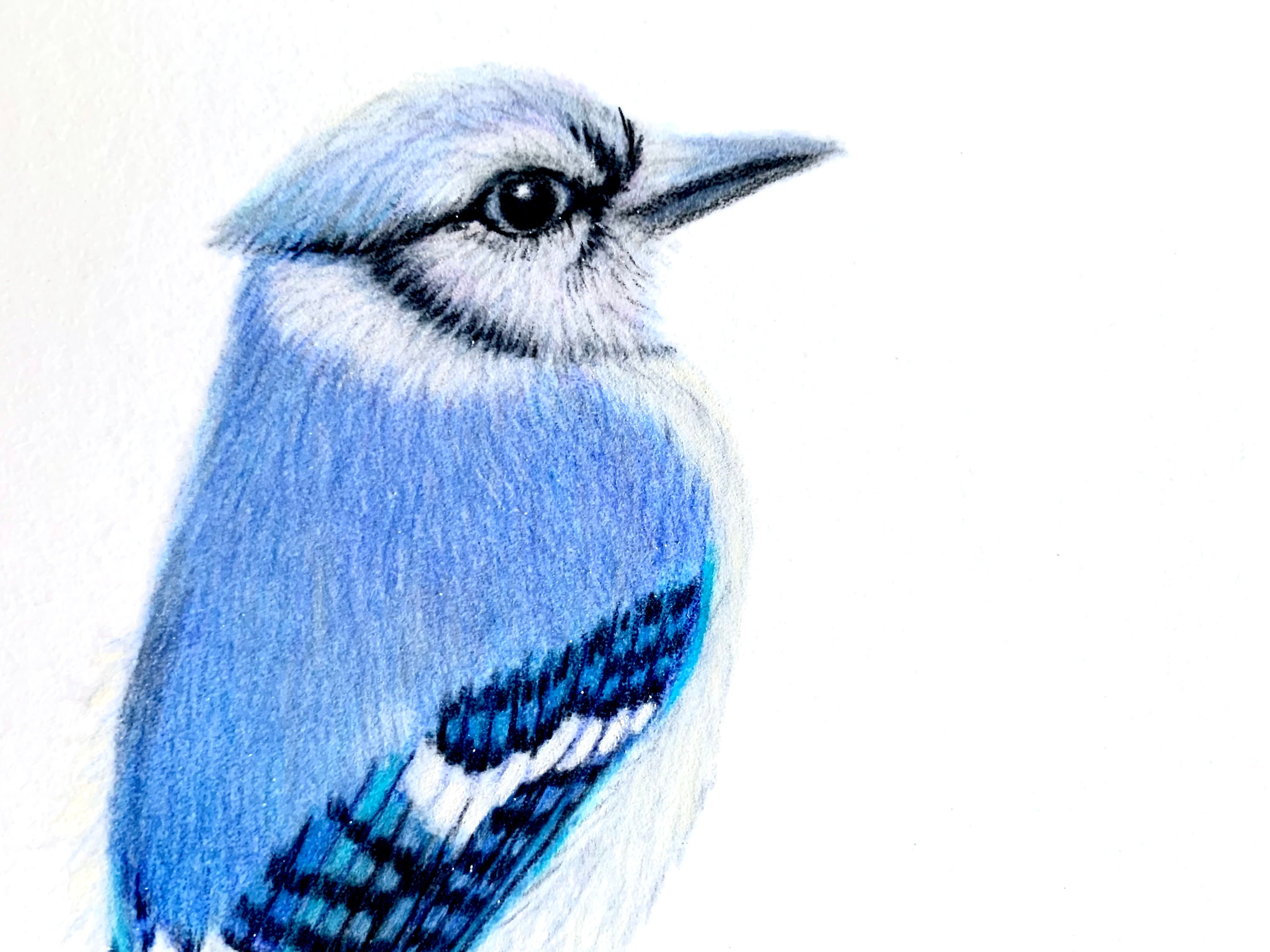 Original Blue Jay, Bird Art in Coloured Pencil, White Background, 9x12 ...