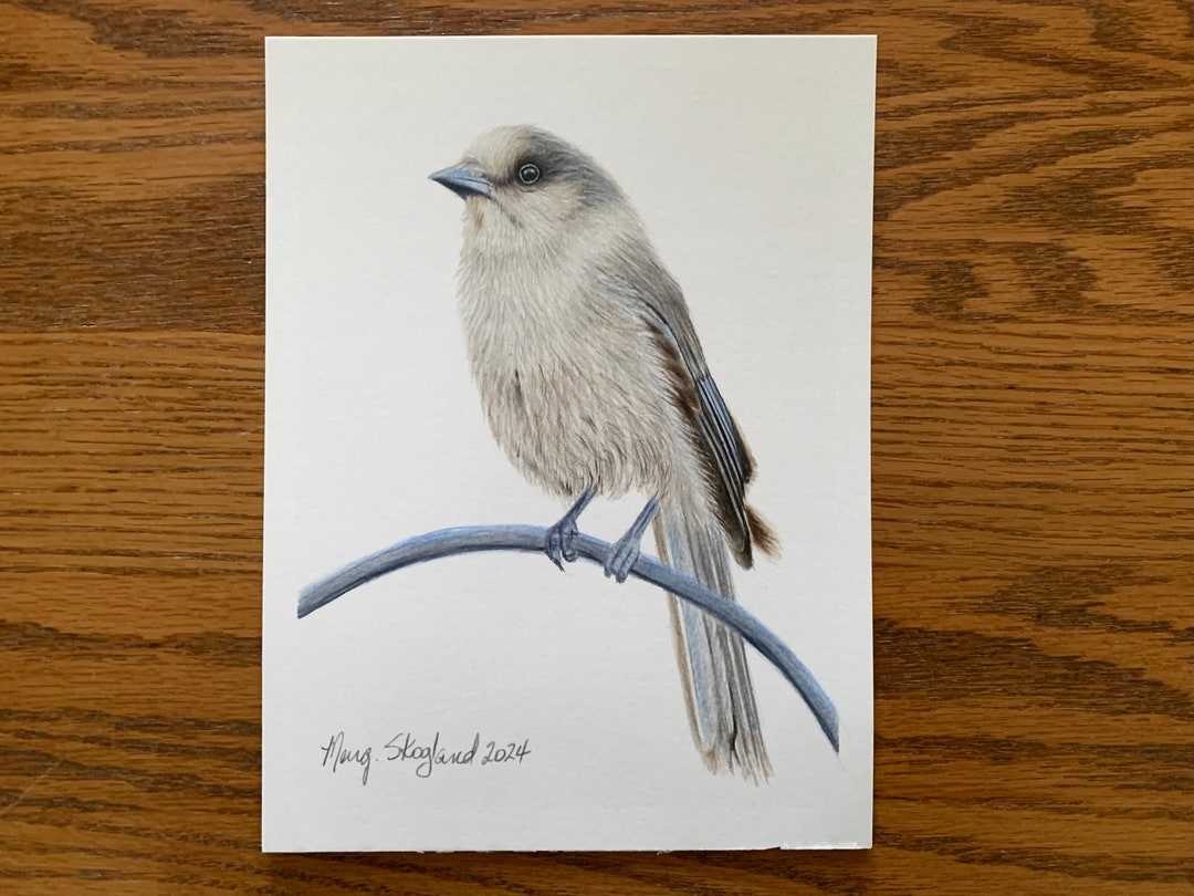 Original Coloured Pencil Drawing of a Grey Jay, 6x8 Inch Wall Decor - Etsy