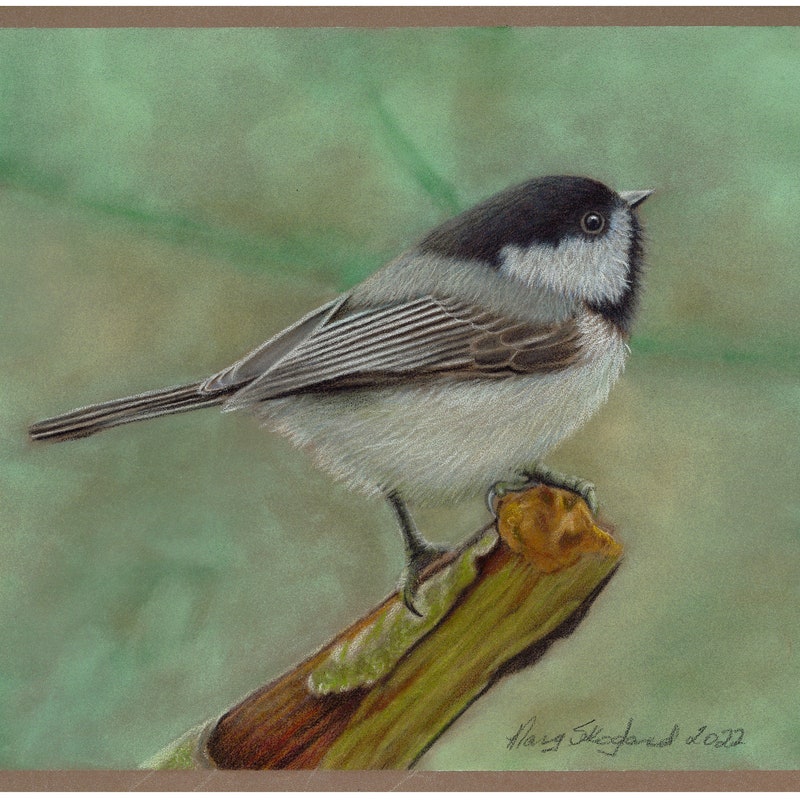 Chickadee Drawing - Etsy