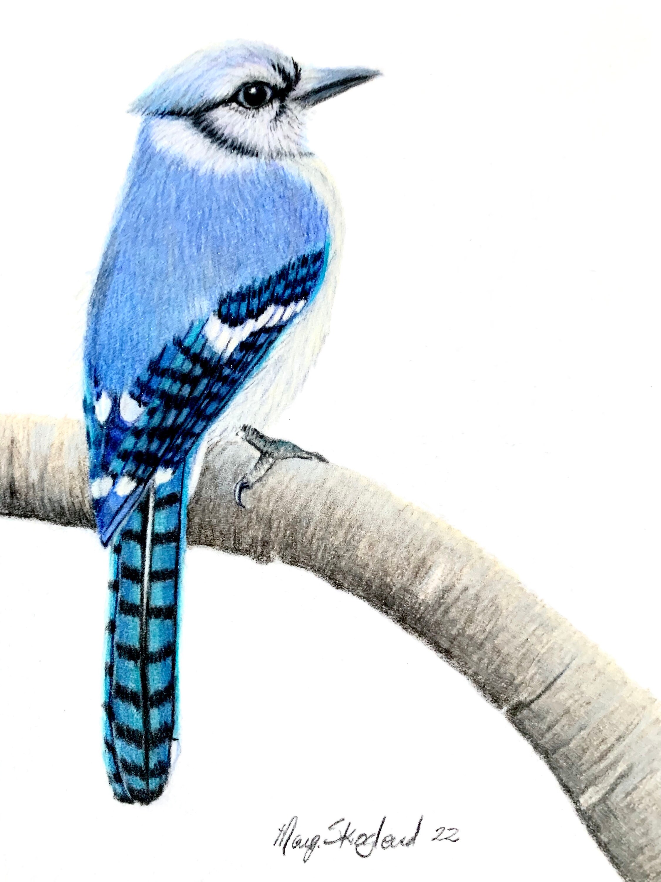 Original Blue Jay, Bird Art in Coloured Pencil, White Background, 9x12 ...