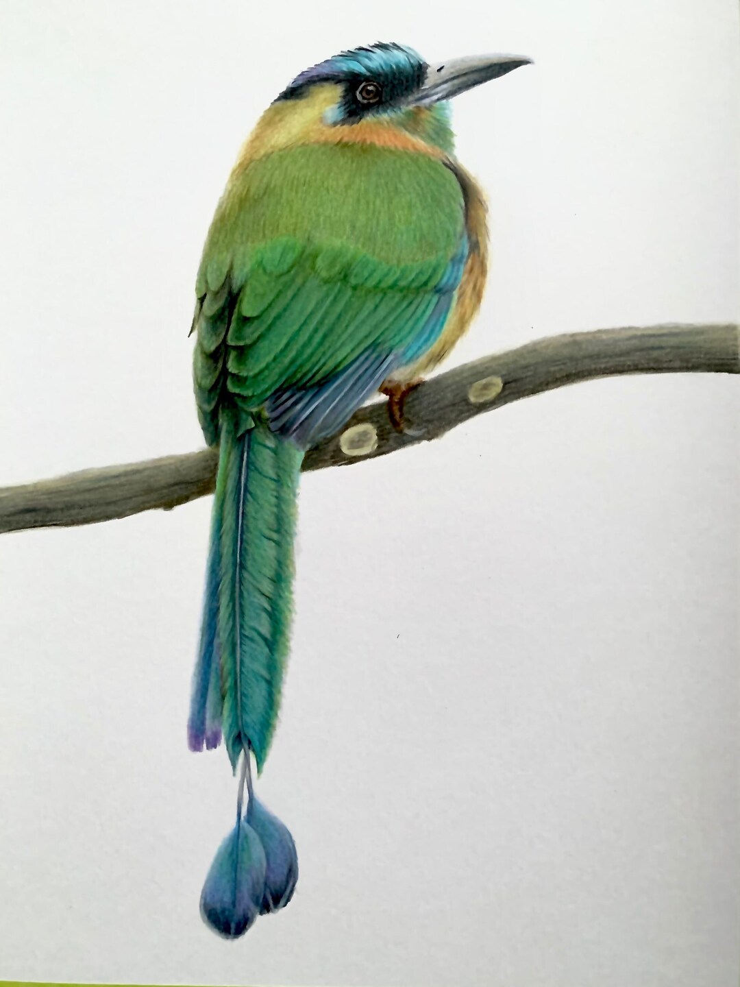 Original Turquoise-browed Motmot Coloured Pencil Drawing With a White ...