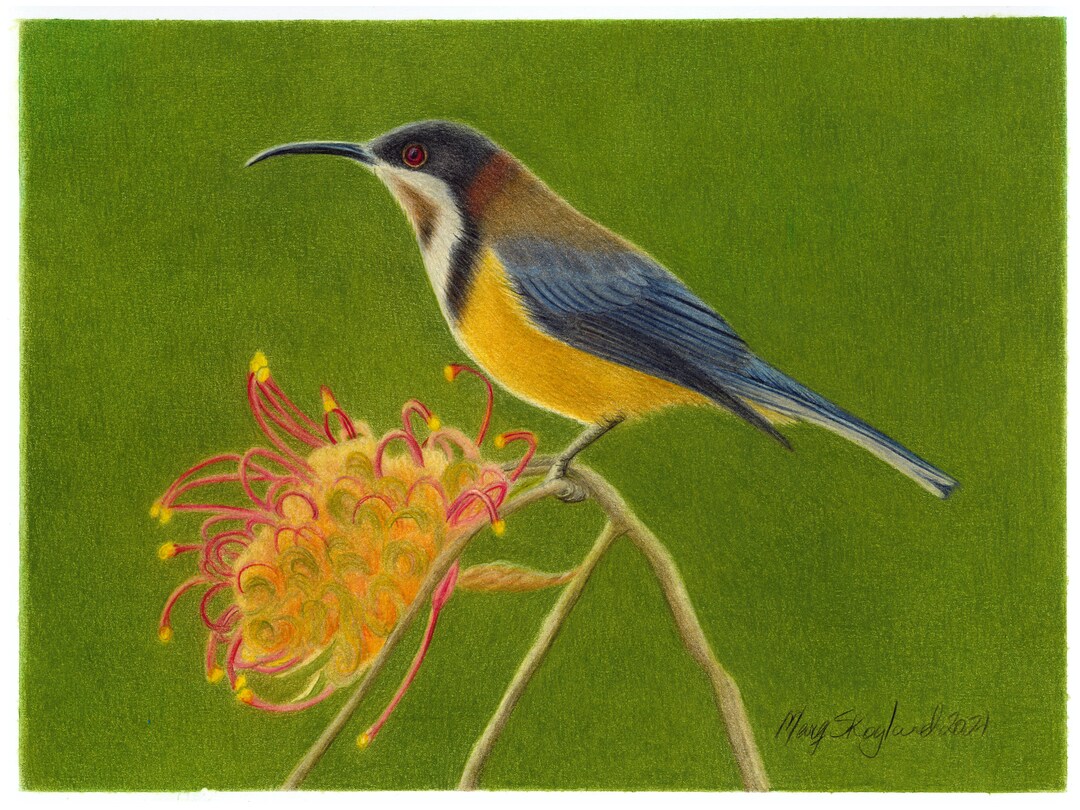 Eastern Spine-bill Bird, Original Coloured Pencil Art, 9x12 Inch Wall ...