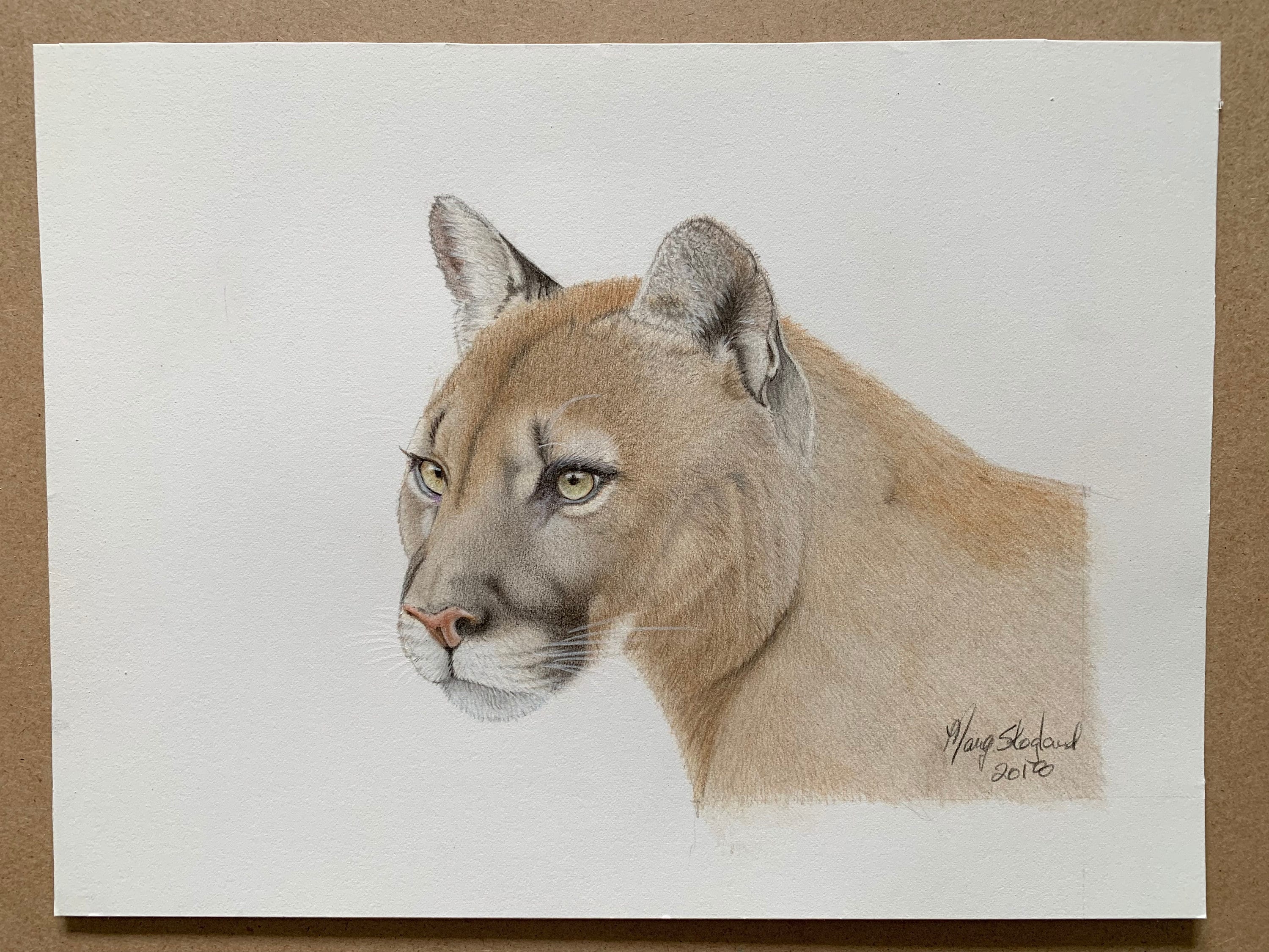 Cougar Drawing Color