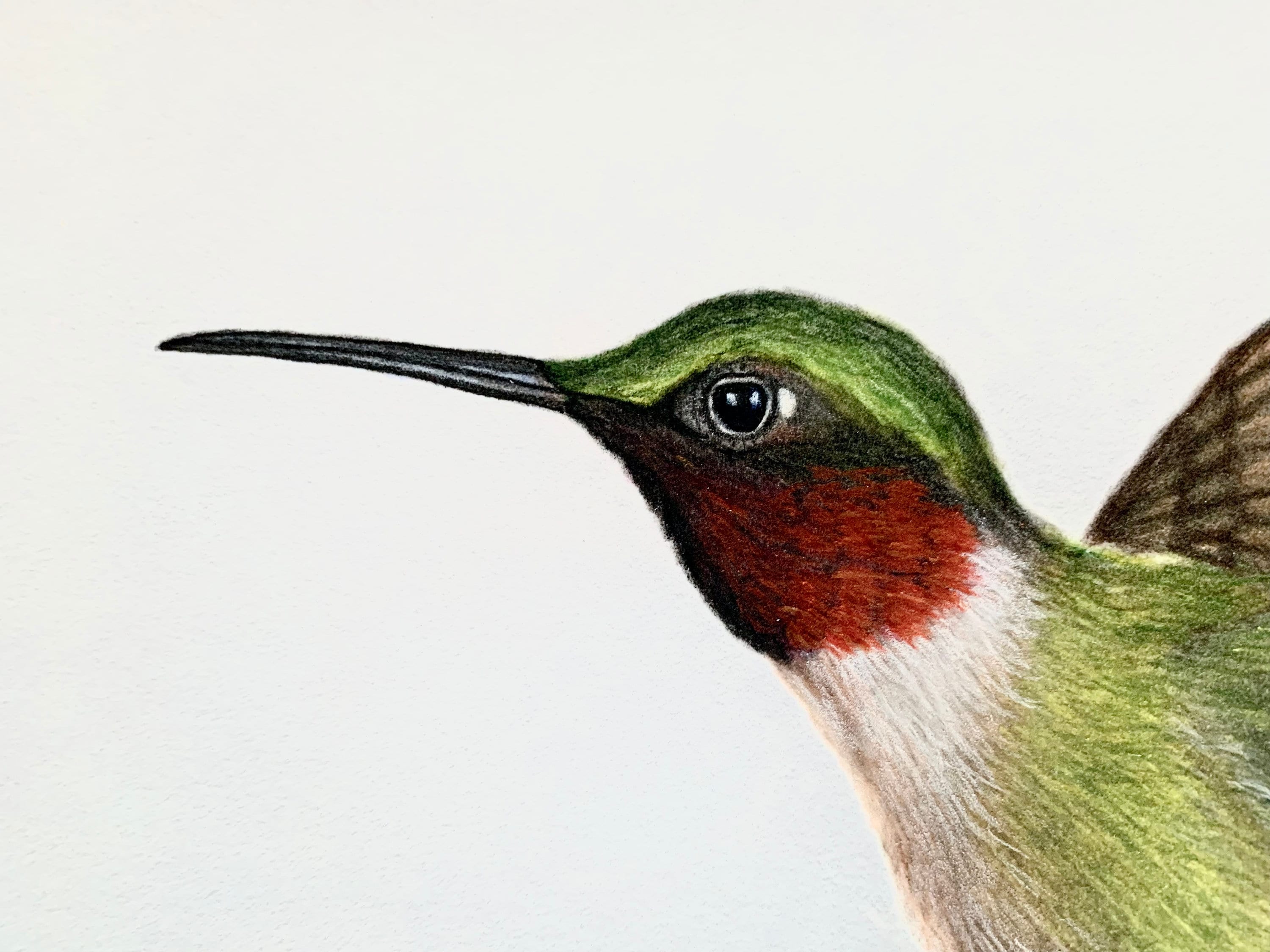 Original Coloured Pencil Drawing of a Ruby-throated Hummingbird With a ...