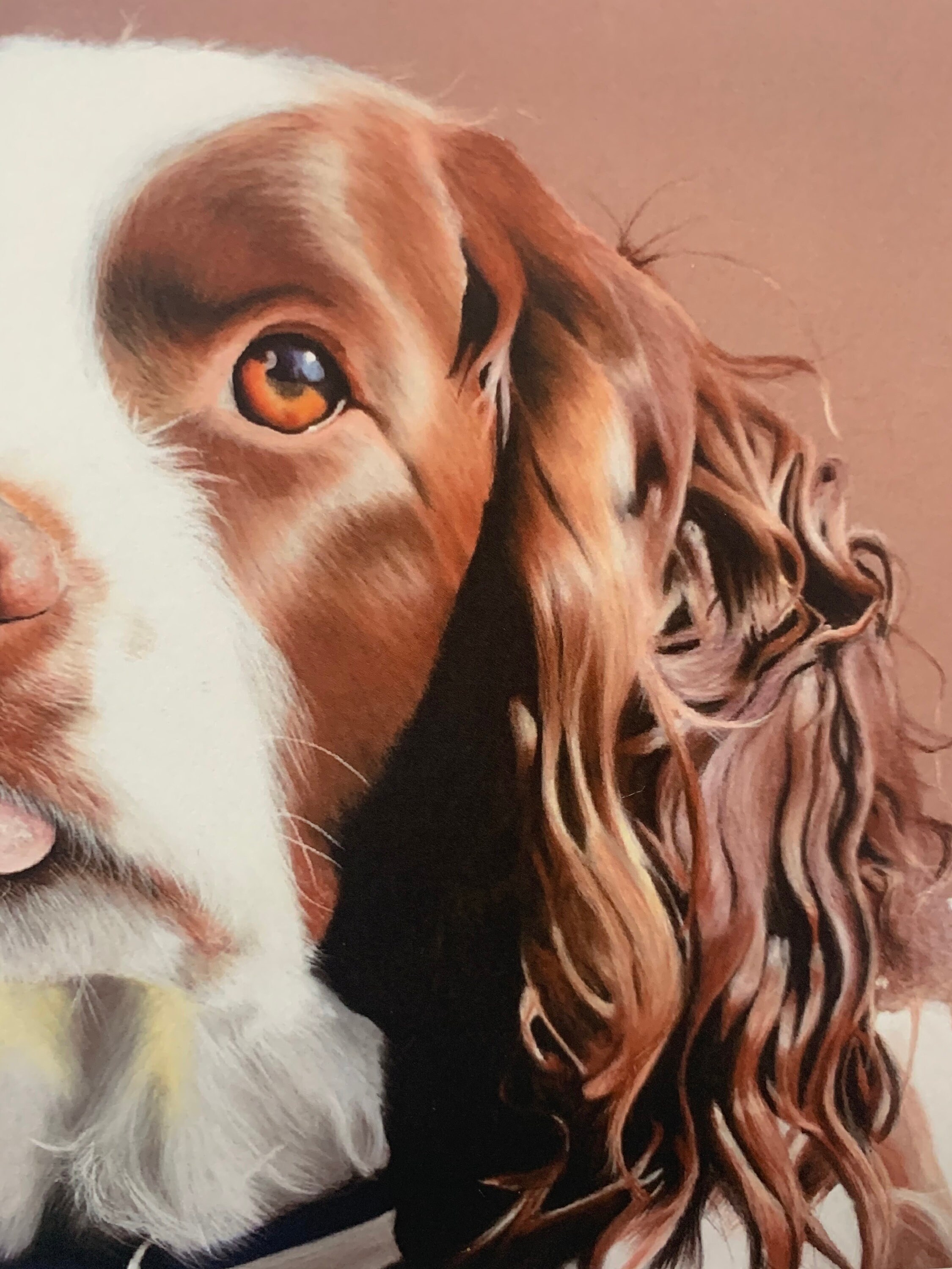 Springer Spaniel Limited Edition Fine Art Print unframed - Etsy