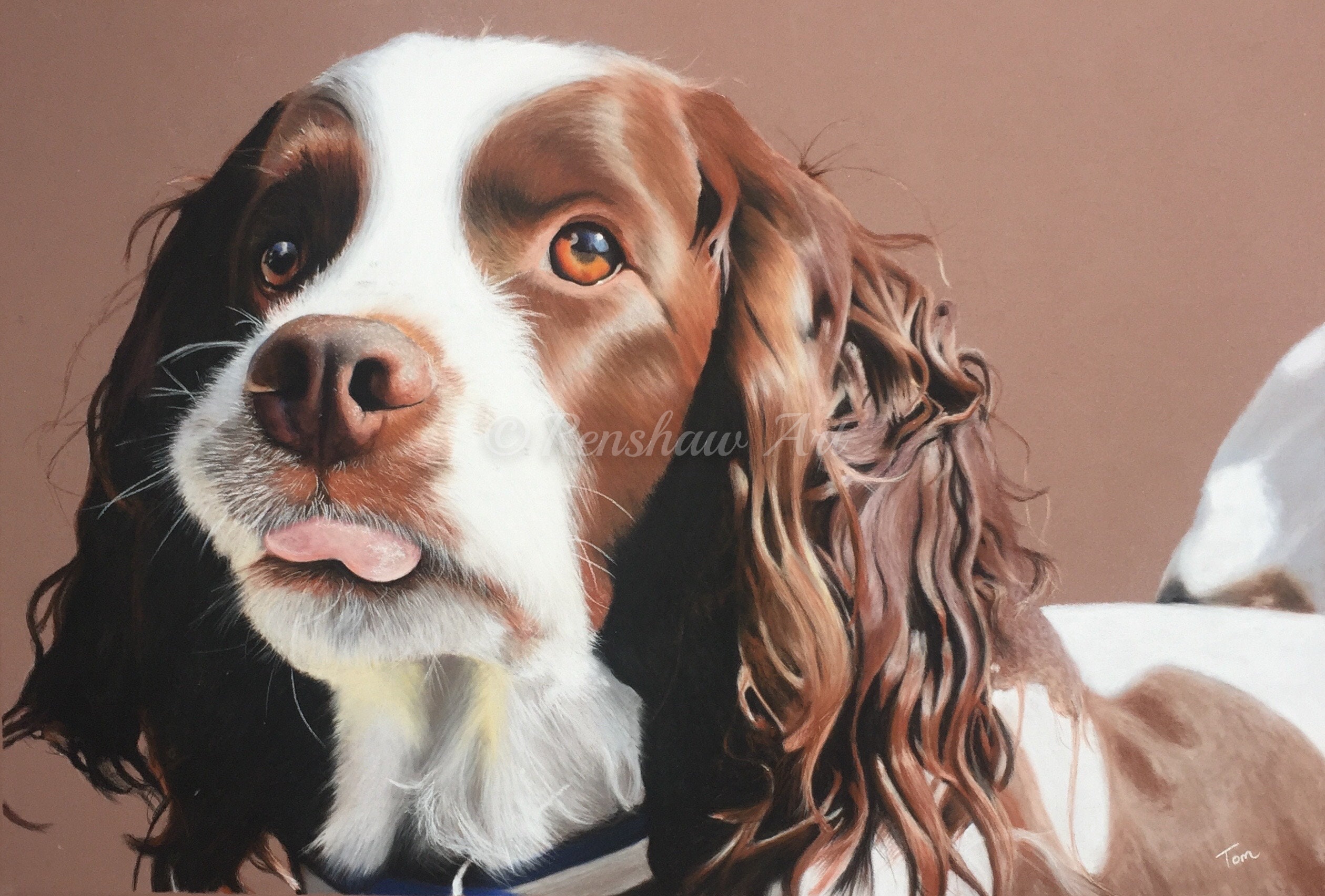 Springer Spaniel Limited Edition Fine Art Print unframed - Etsy