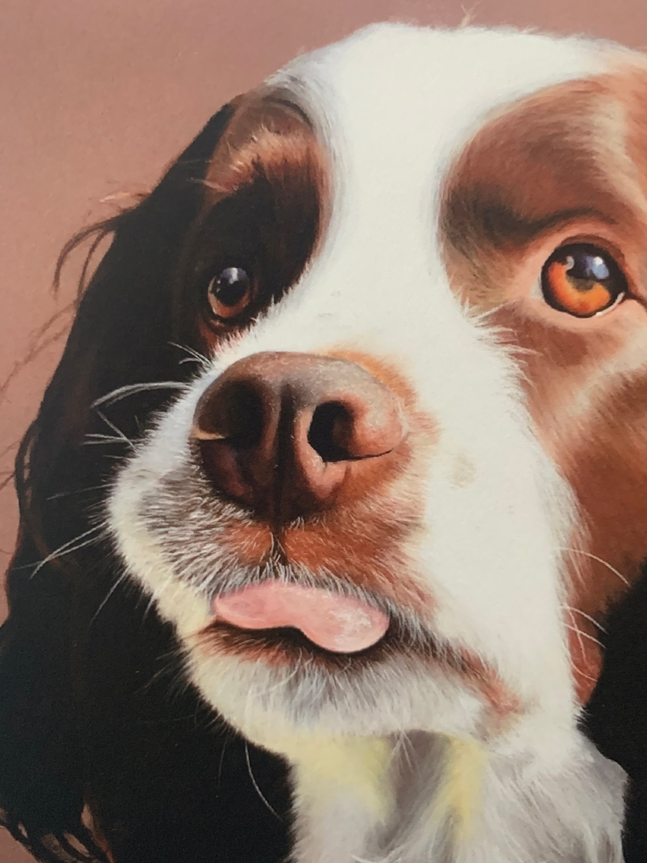 Springer Spaniel Limited Edition Fine Art Print unframed - Etsy