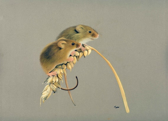 Mice Limited Edition Fine Art Print - Etsy
