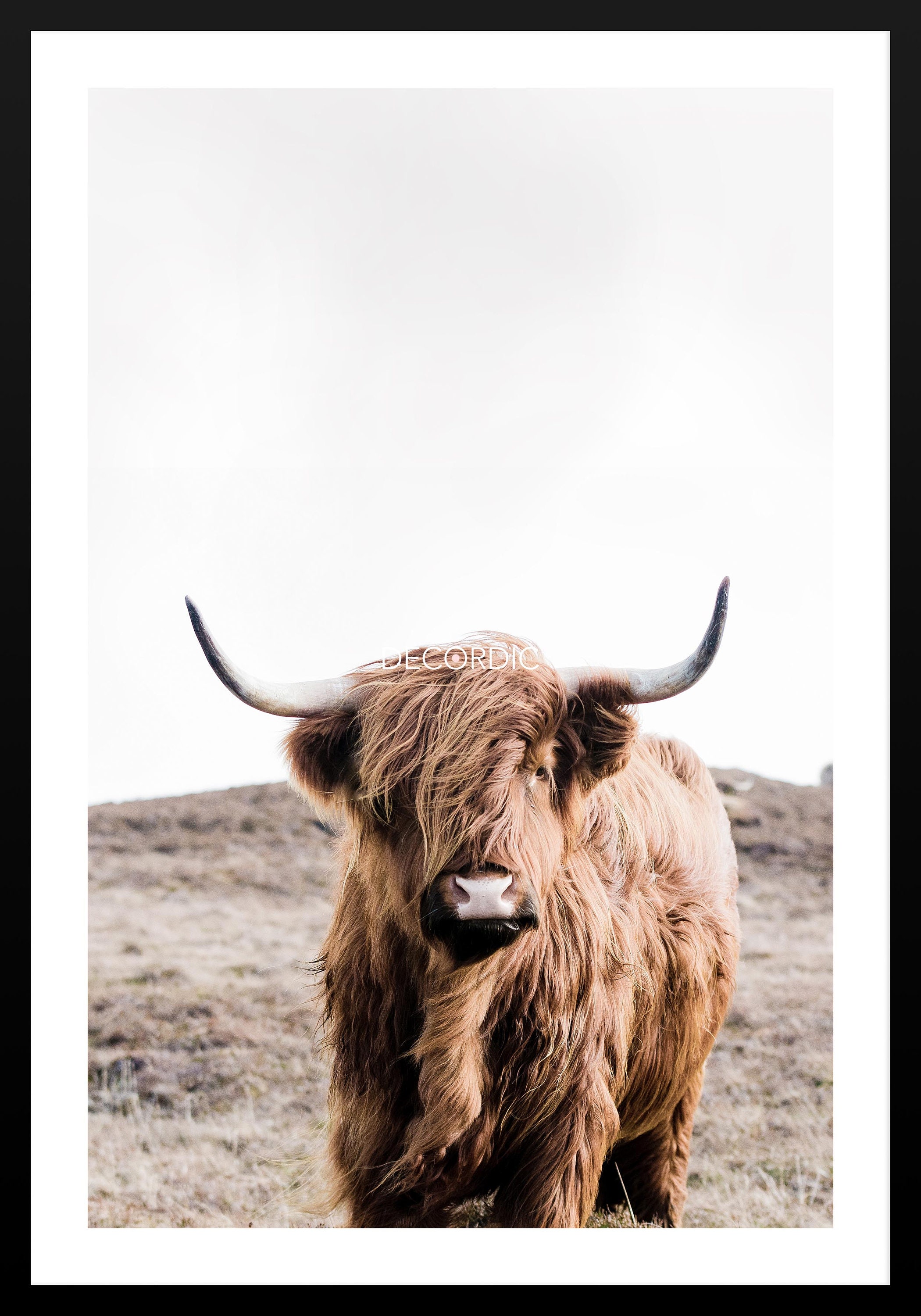 Set of 2 Buffalo Print,highland Cow Print,horse Print,bull Print,cattle ...