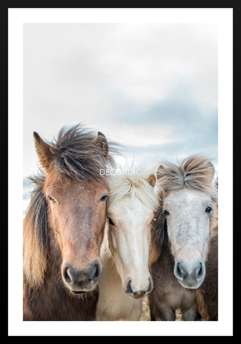 Set of 2 Buffalo Print,highland Cow Print,horse Print,bull Print,cattle ...