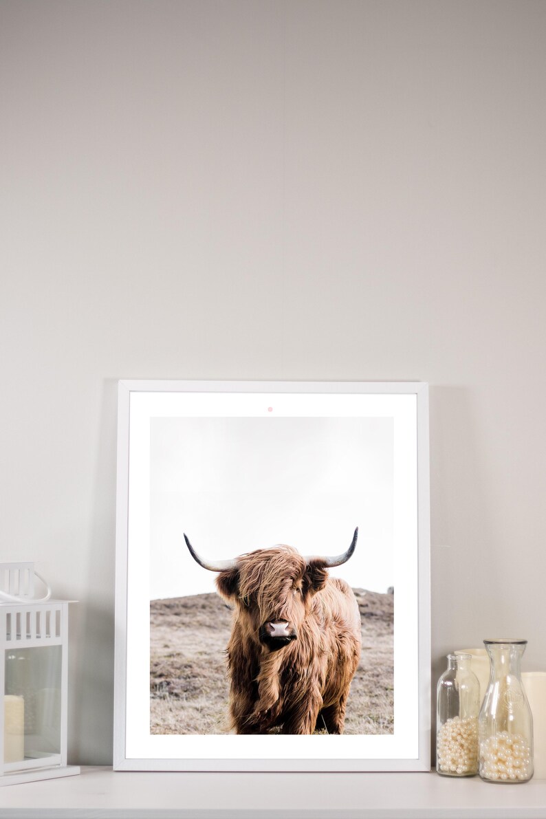 Set of 2 Buffalo Print,highland Cow Print,horse Print,bull Print,cattle ...