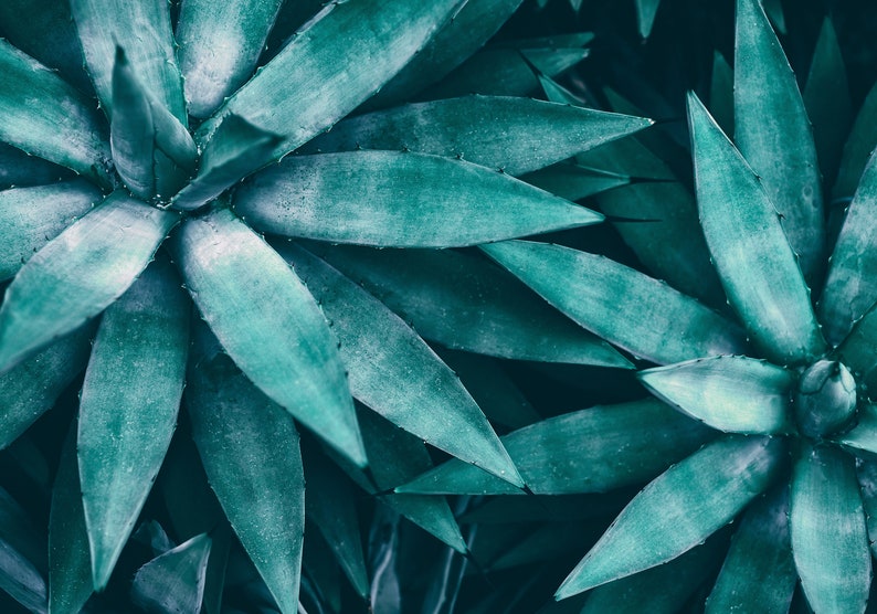 Blue Leaves Wall Art,tropical Leaf Print,succulent Printable,botanical ...