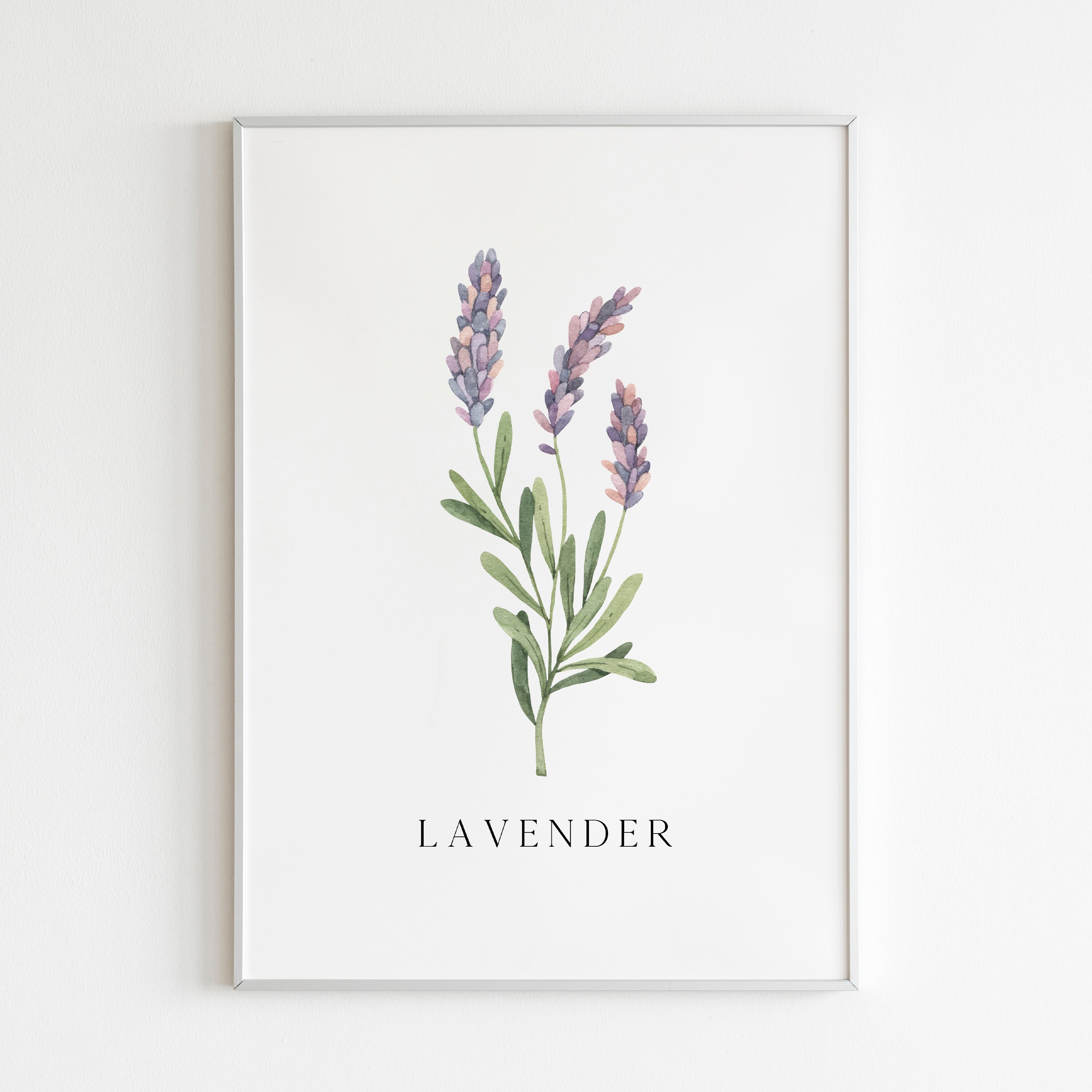 Lavender Print Herbs Print Lavender Watercolor Illustration - Etsy
