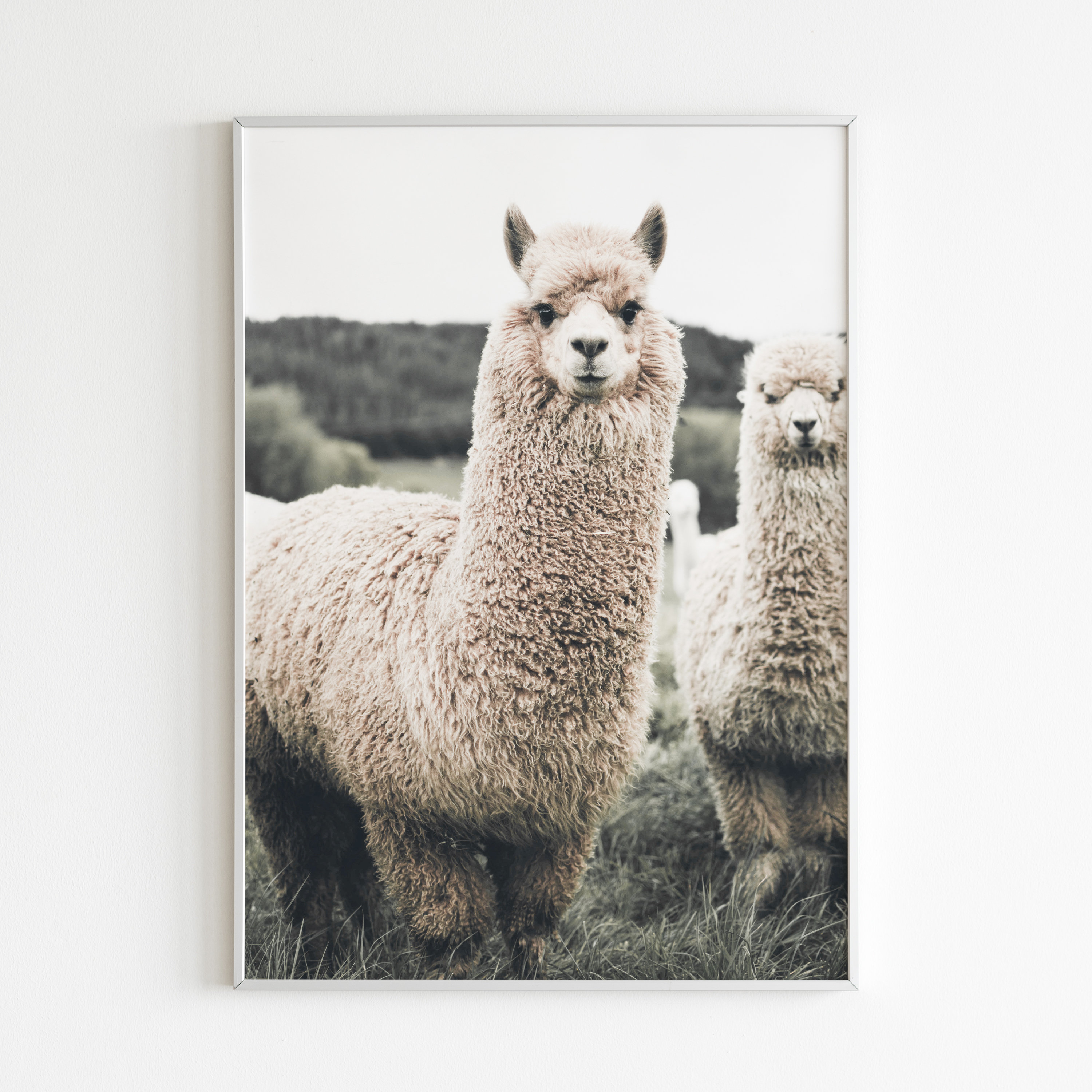 Llama Print Alpaca Art Print Boho Wall Art Alpaca Wall Art - Etsy