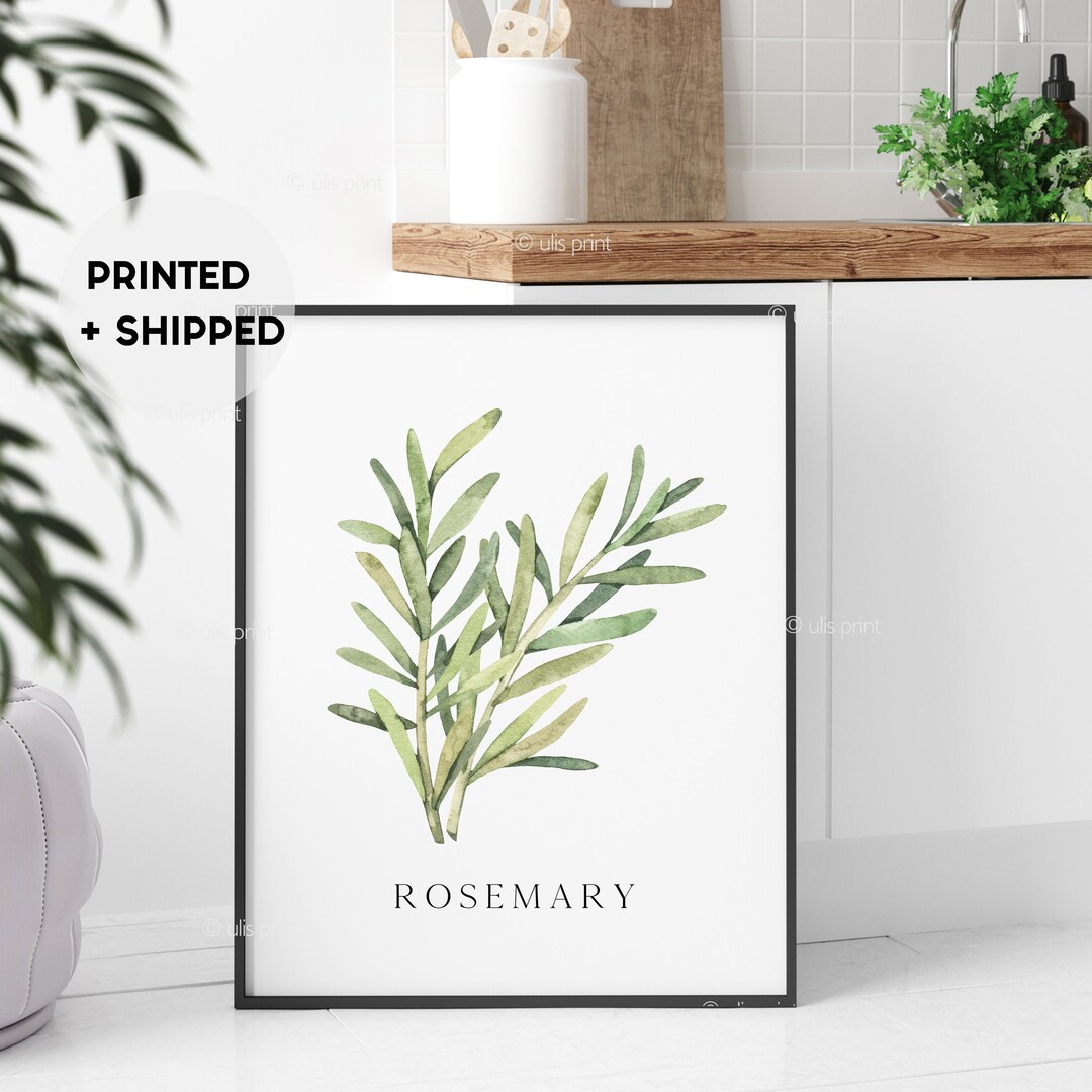Rosemary Print, Herbs Print, Rosemary Watercolor Illustration ...