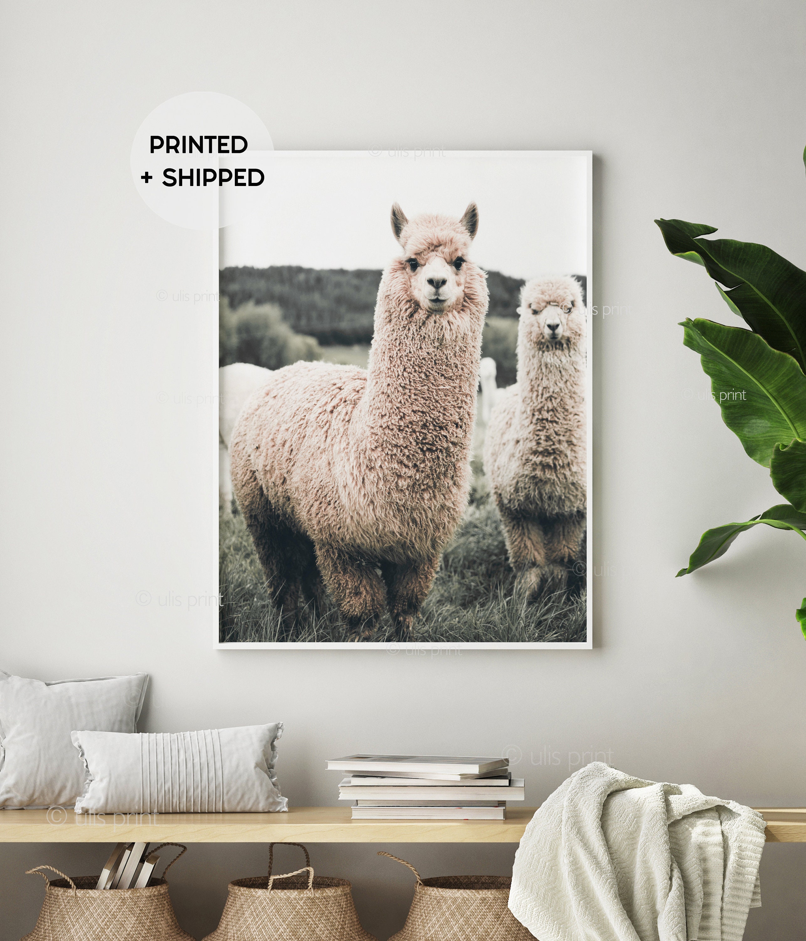 Llama Print Alpaca Art Print Boho Wall Art Alpaca Wall Art - Etsy
