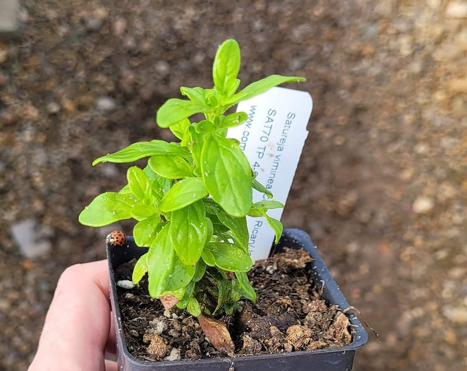 Satureja Viminea/micromera Viminea/costa Rican Mint Bush Plant in 4 ...