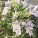 Rosmarinus Off. 'prostratus' Prostrate Rosemary Plant in Gallon Pot - Etsy