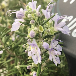 Rosmarinus Off. 'prostratus' Prostrate Rosemary Plant in Gallon Pot - Etsy