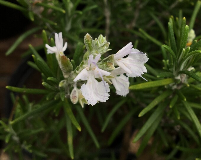 Rosmarinus Off. 'alba' White Flowered Rosemary Plant in Gallon Pot - Etsy